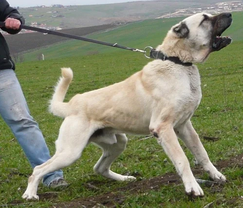 Pictures — Boz Shepherd Turkish Boz Shepherd Working Family Protection Dogs