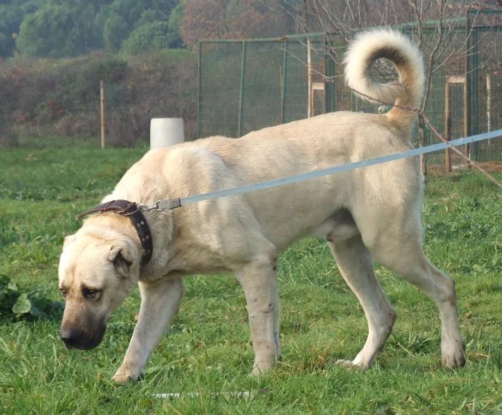 Pictures — Boz Shepherd Turkish Boz Shepherd Working Family Protection Dogs