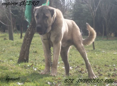 Pictures — Boz Shepherd Turkish Boz Shepherd Working Family Protection Dogs