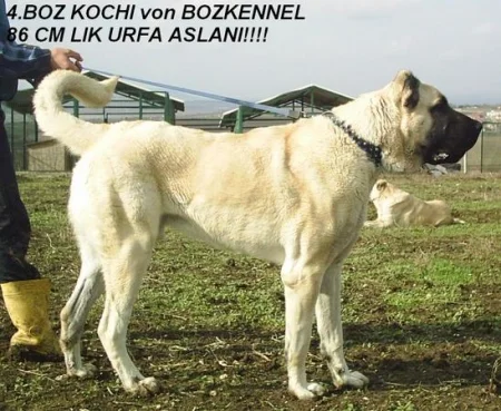 Pictures — Boz Shepherd Turkish Boz Shepherd Working Family Protection Dogs