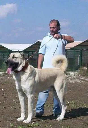 Pictures — Boz Shepherd Turkish Boz Shepherd Working Family Protection Dogs