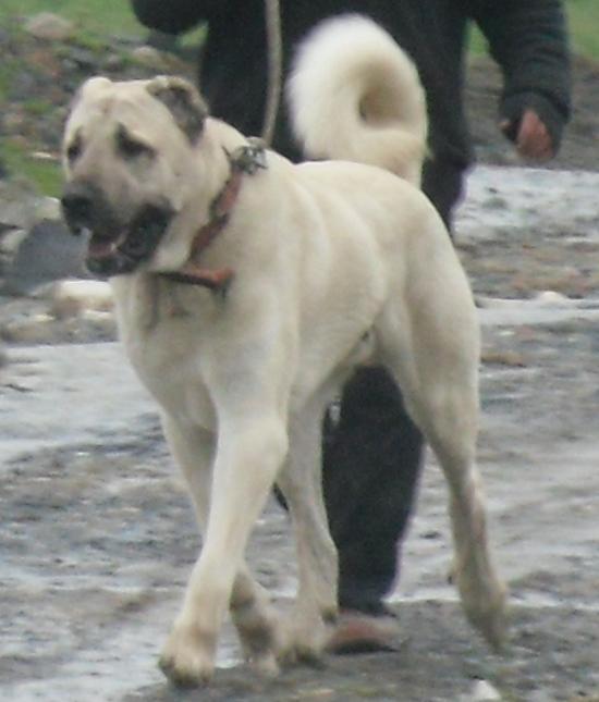Pictures — Boz Shepherd Turkish Boz Shepherd Working Family Protection Dogs