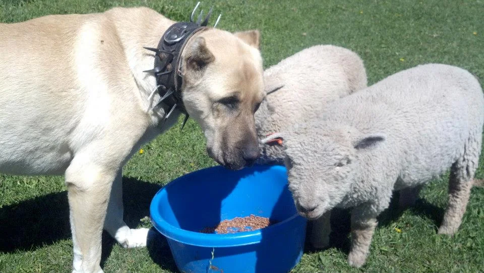 Pictures — Boz Shepherd Turkish Boz Shepherd Working Family Protection Dogs