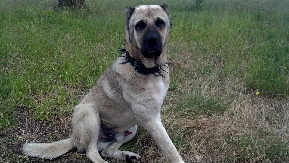 Pictures — Boz Shepherd Turkish Boz Shepherd Working Family Protection Dogs