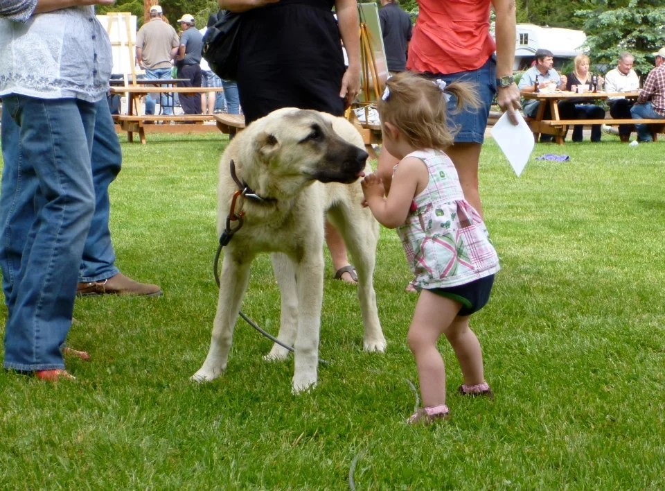 Pictures — Boz Shepherd Turkish Boz Shepherd Working Family Protection Dogs