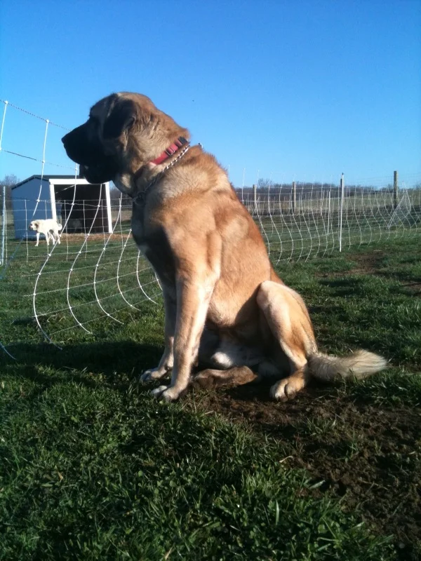 Pictures — Boz Shepherd Turkish Boz Shepherd Working Family Protection Dogs
