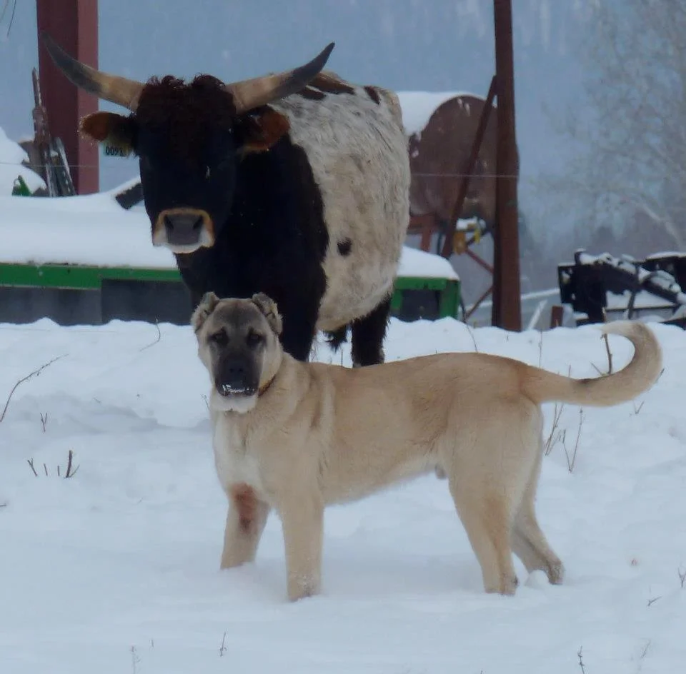 Turkish Boz Shepherds- Breed information, History, Ownership