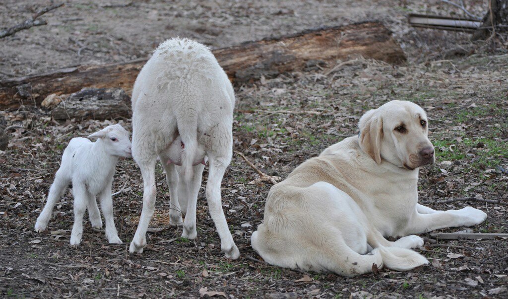 Boz Shepherd Turkish Boz Shepherd Working Family Protection Dogs