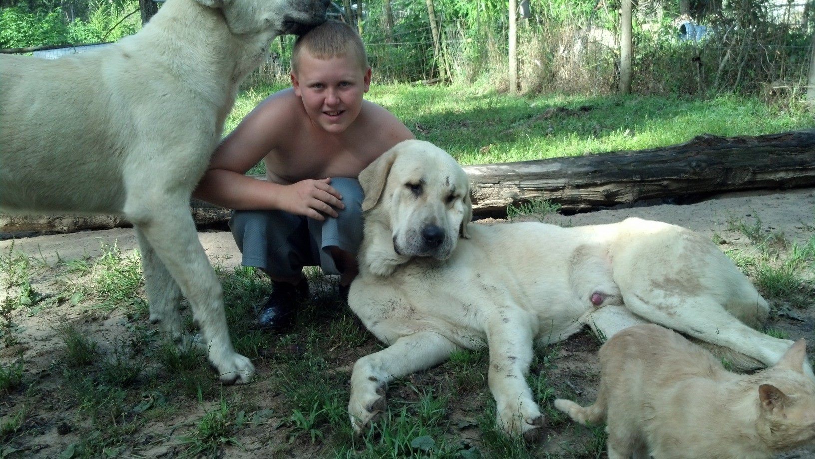 Boz Shepherd Turkish Boz Shepherd Working Family Protection Dogs