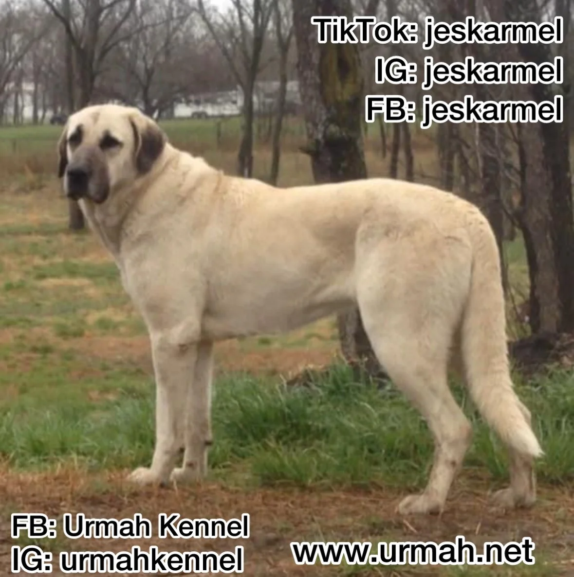 Boz Shepherd Turkish Boz Shepherd Working Family Protection Dogs