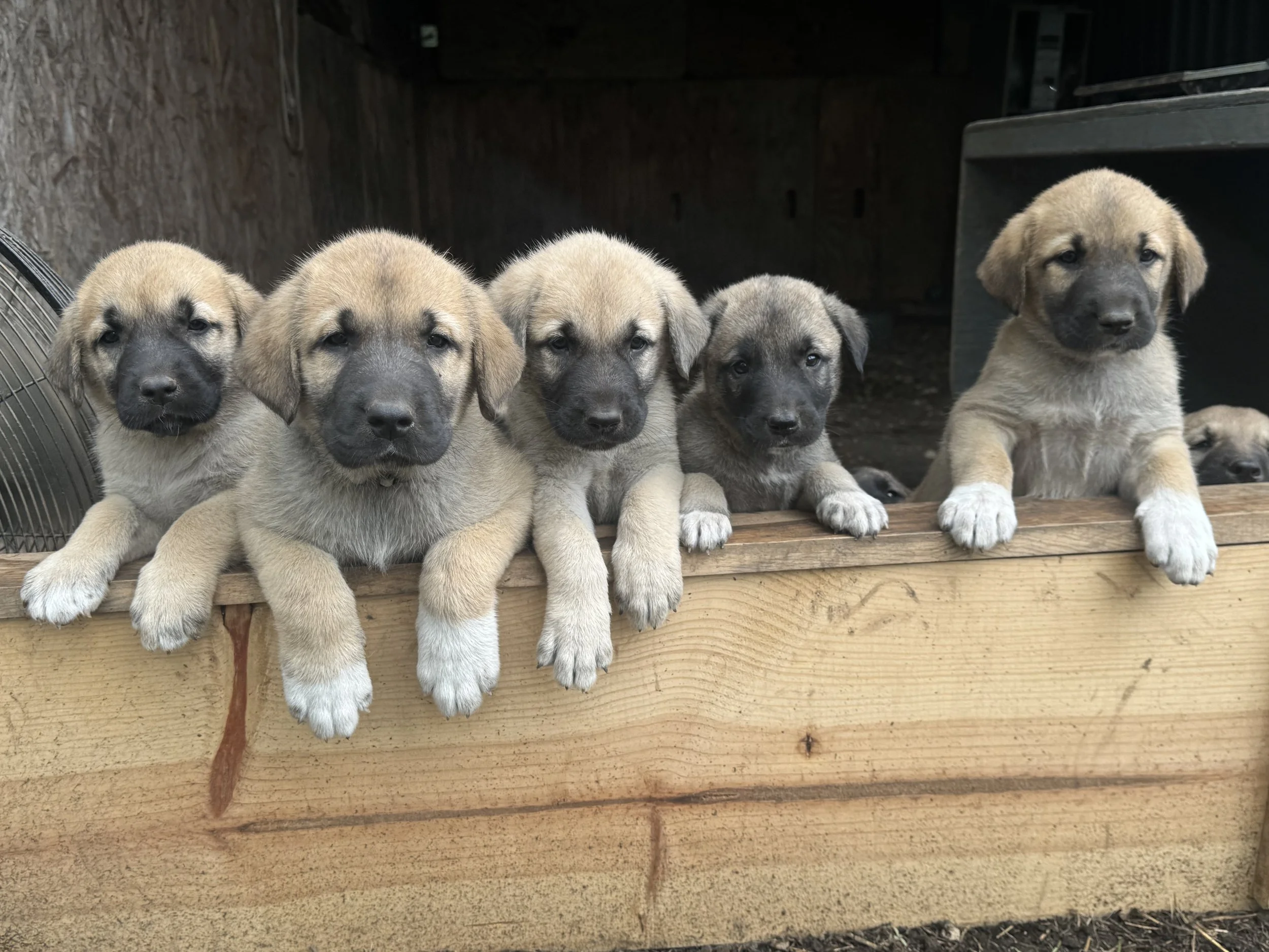 Find a Puppy — Boz Shepherd Turkish Boz Shepherd Working Family ...