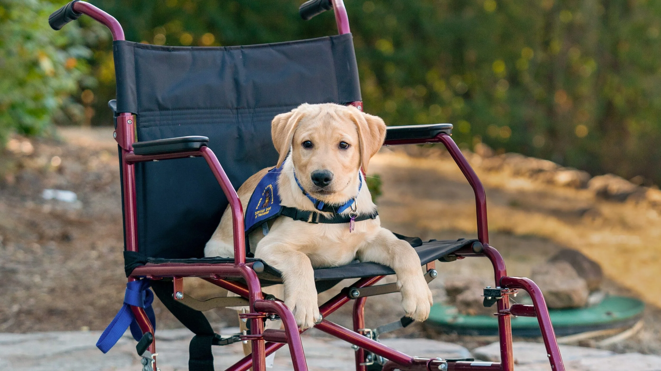 Paws As Loving Support Assistance Dogs