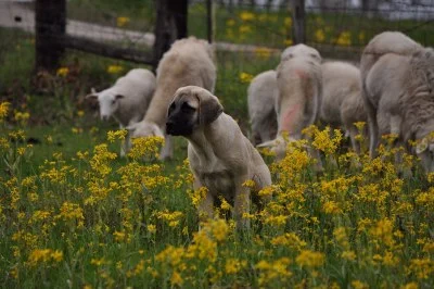 Turkish Boz Shepherd — Natural Born Guardians
