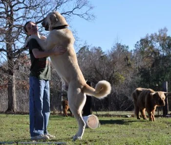 Turkish Boz Shepherd — Natural Born Guardians