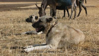 Turkish Boz Shepherd — Natural Born Guardians