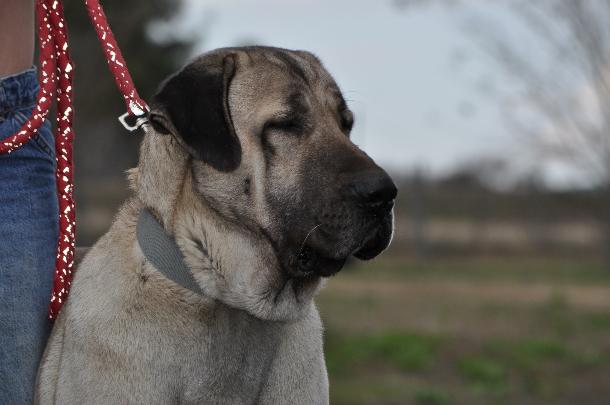 Are Boz Shepherds Fighting Dog