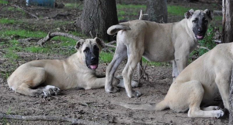 Turkish Boz Shepherd — Natural Born Guardians