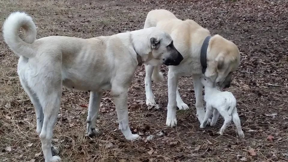 Natural Born Guardians