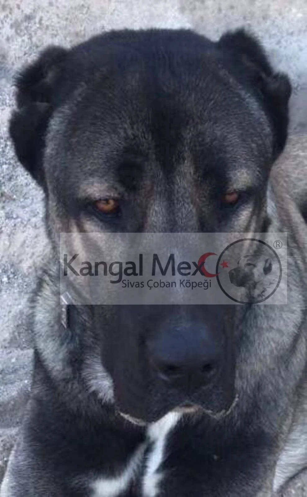 Turkish Boz & Kangal Breeder — Natural Born Guardians