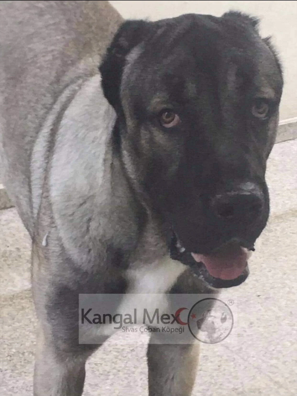 Turkish Boz & Kangal Breeder — Natural Born Guardians