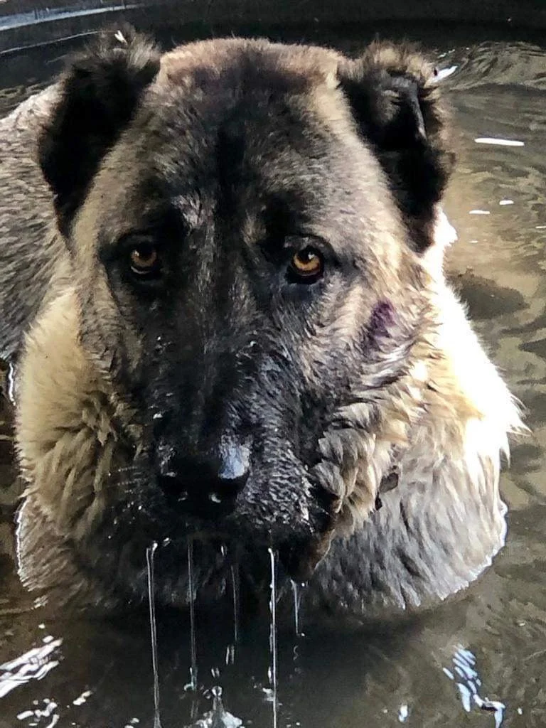 Turkish Boz & Kangal Breeder — Natural Born Guardians