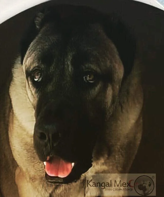 Turkish Boz & Kangal Breeder — Natural Born Guardians