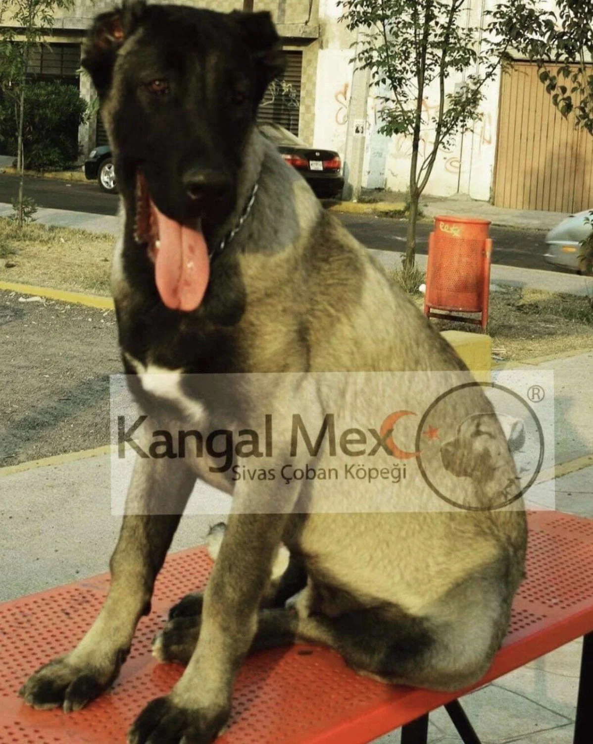 Turkish Boz & Kangal Breeder — Natural Born Guardians