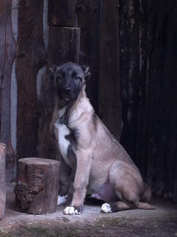 Turkish Boz & Kangal Breeder — Natural Born Guardians