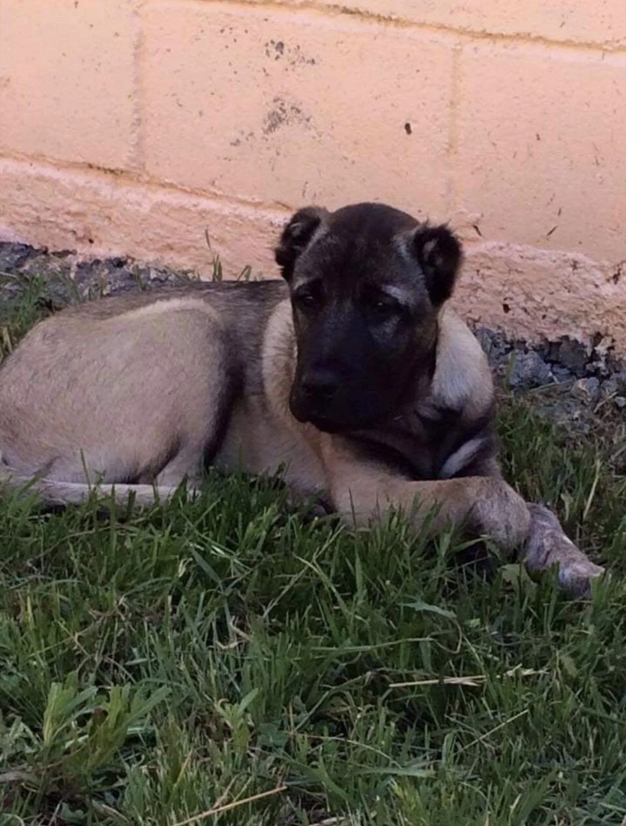 Turkish Boz & Kangal Breeder — Natural Born Guardians