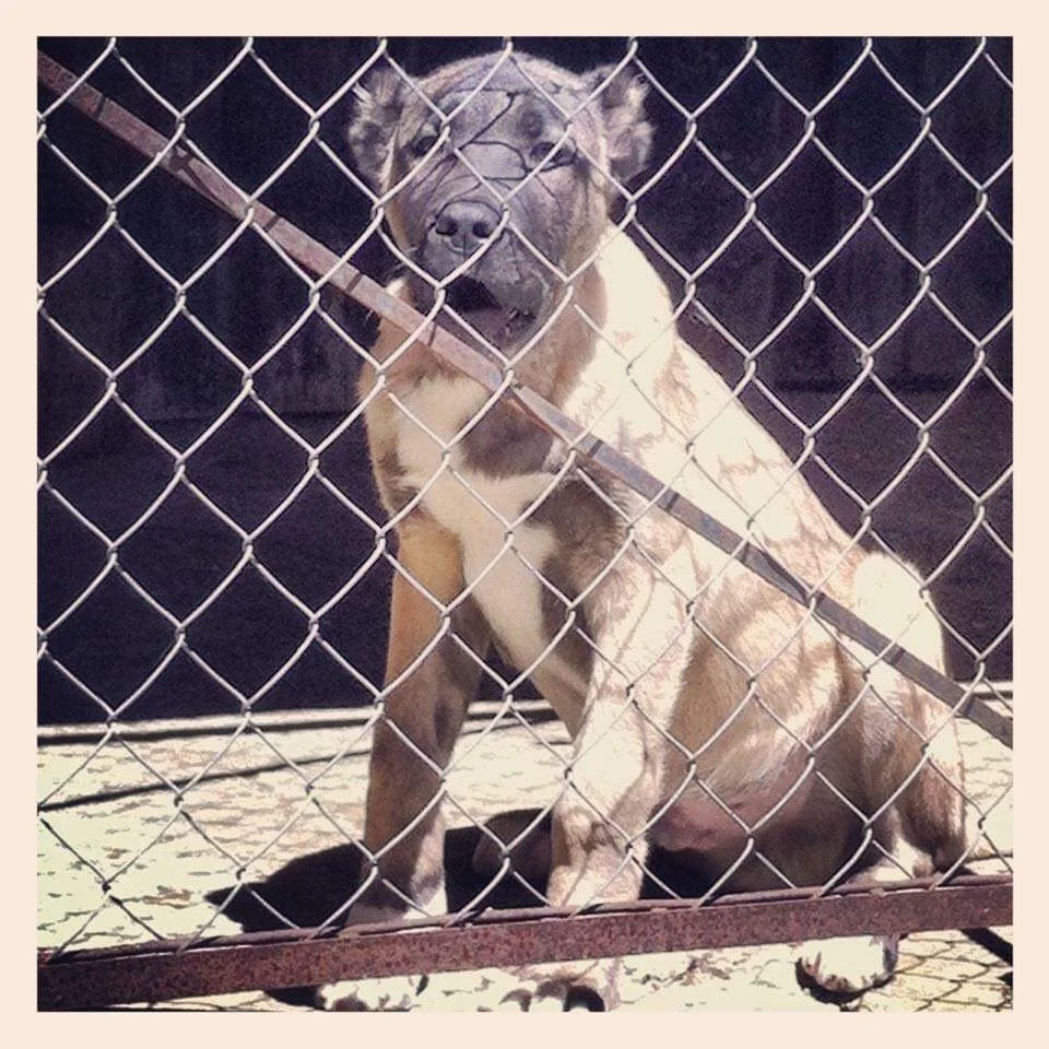 Turkish Boz & Kangal Breeder — Natural Born Guardians