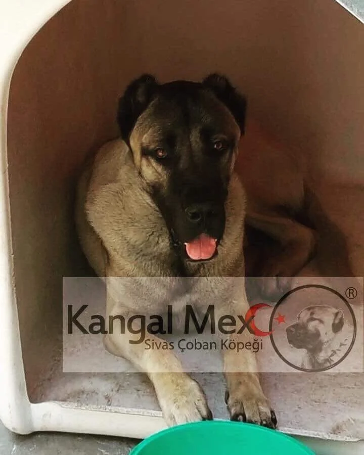 Turkish Boz & Kangal Breeder — Natural Born Guardians