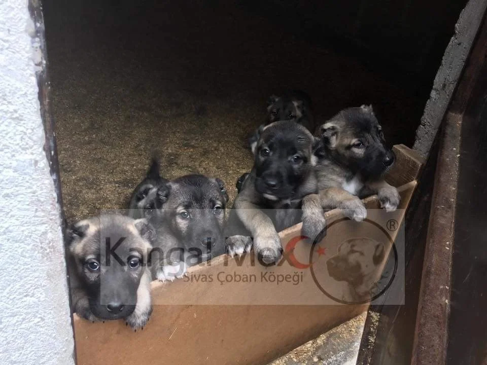 Turkish Boz & Kangal Breeder — Natural Born Guardians