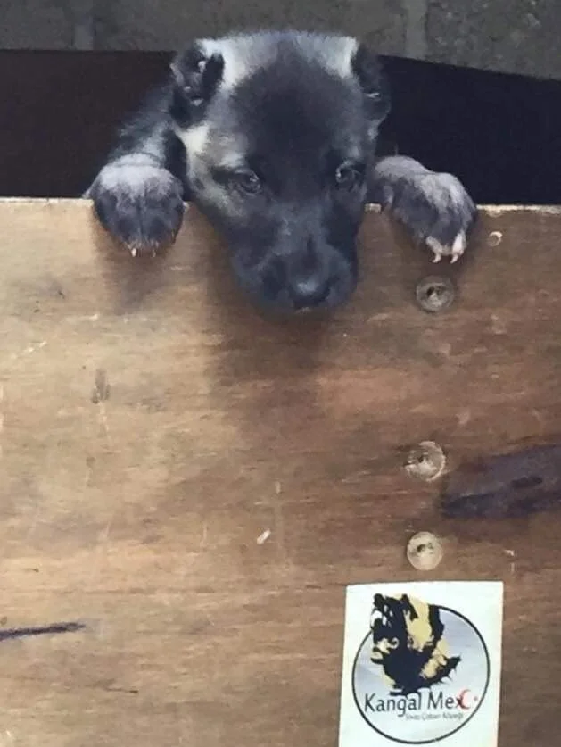 Turkish Boz & Kangal Breeder — Natural Born Guardians