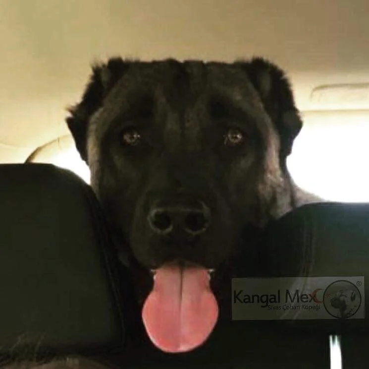 Turkish Boz & Kangal Breeder — Natural Born Guardians