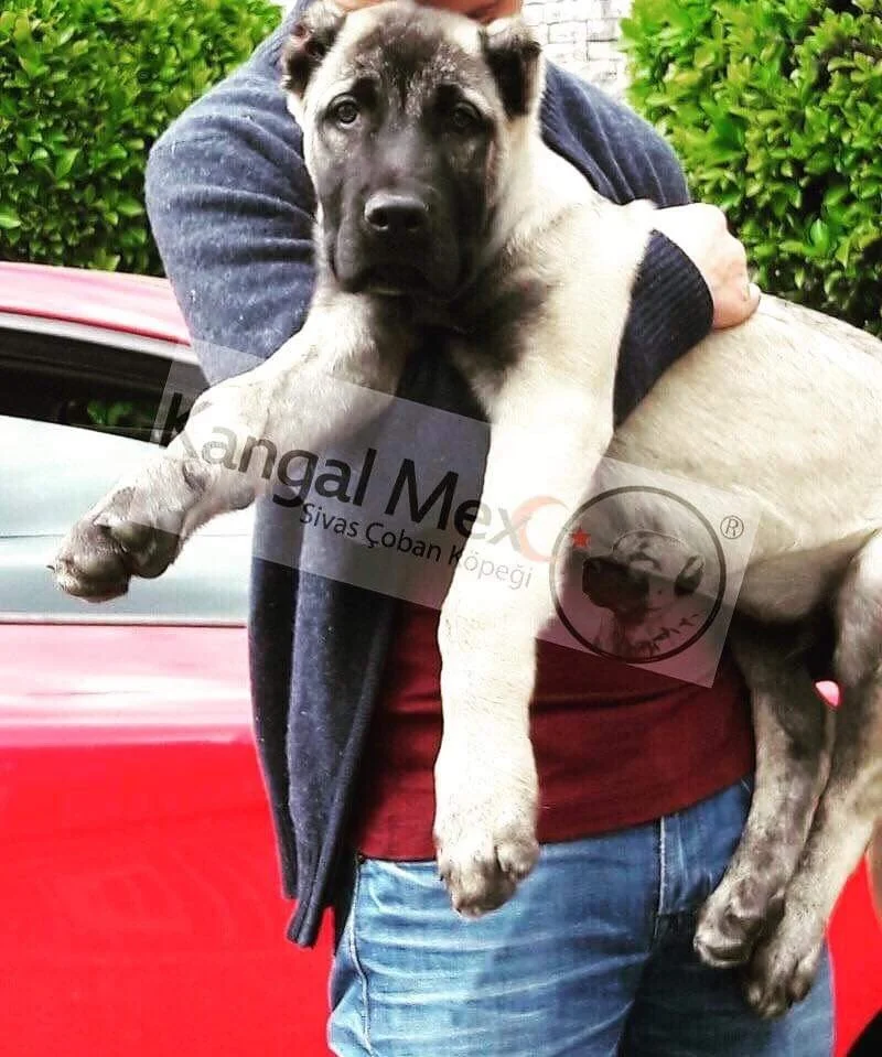 Turkish Boz & Kangal Breeder — Natural Born Guardians