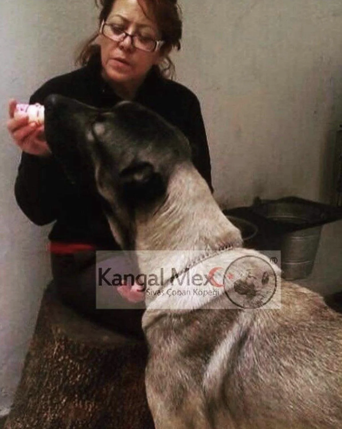 Turkish Boz & Kangal Breeder — Natural Born Guardians