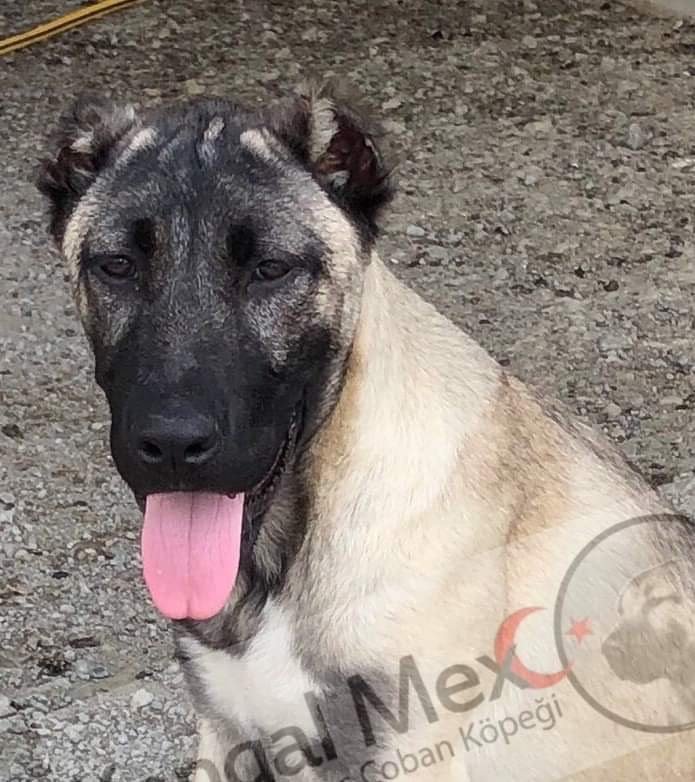 Turkish Boz & Kangal Breeder — Natural Born Guardians