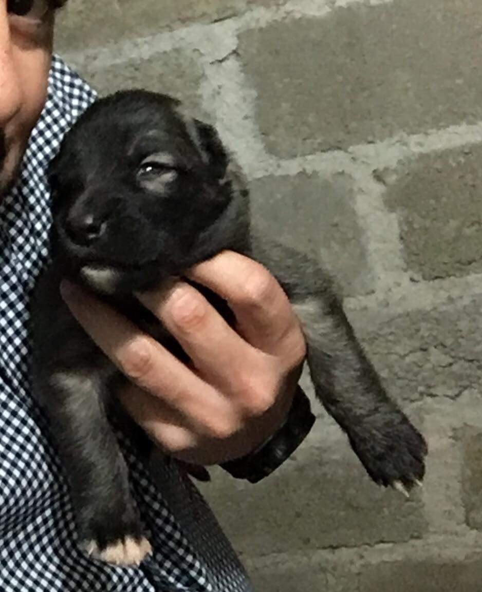 Turkish Boz & Kangal Breeder — Natural Born Guardians