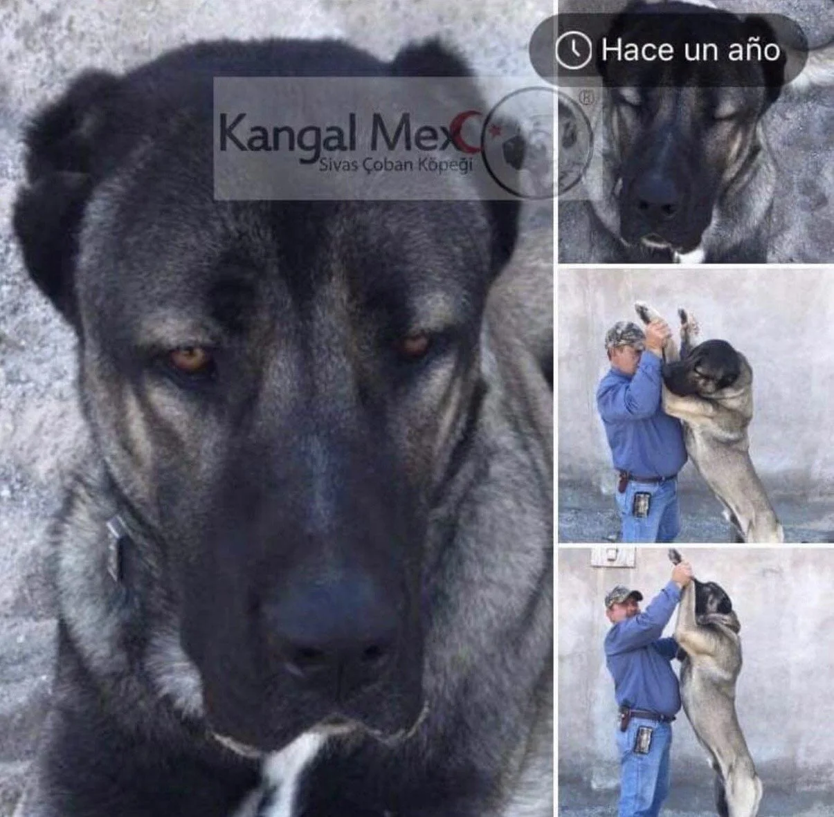 Turkish Boz & Kangal Breeder — Natural Born Guardians