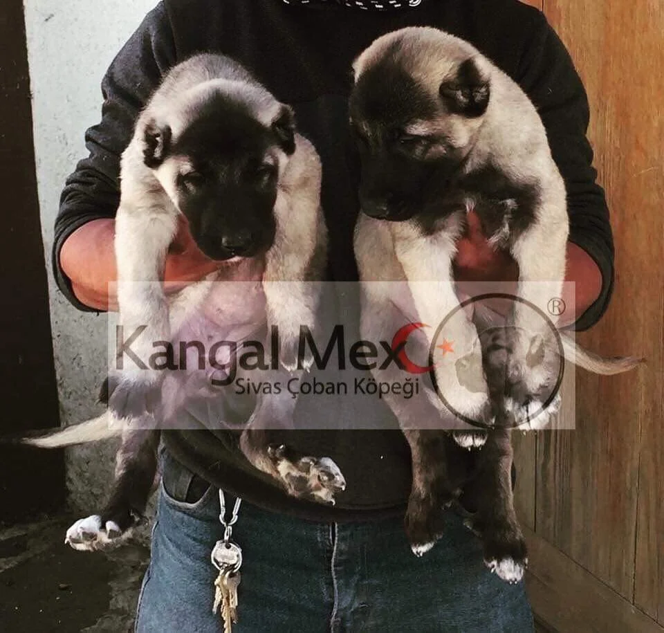 Turkish Boz & Kangal Breeder — Natural Born Guardians