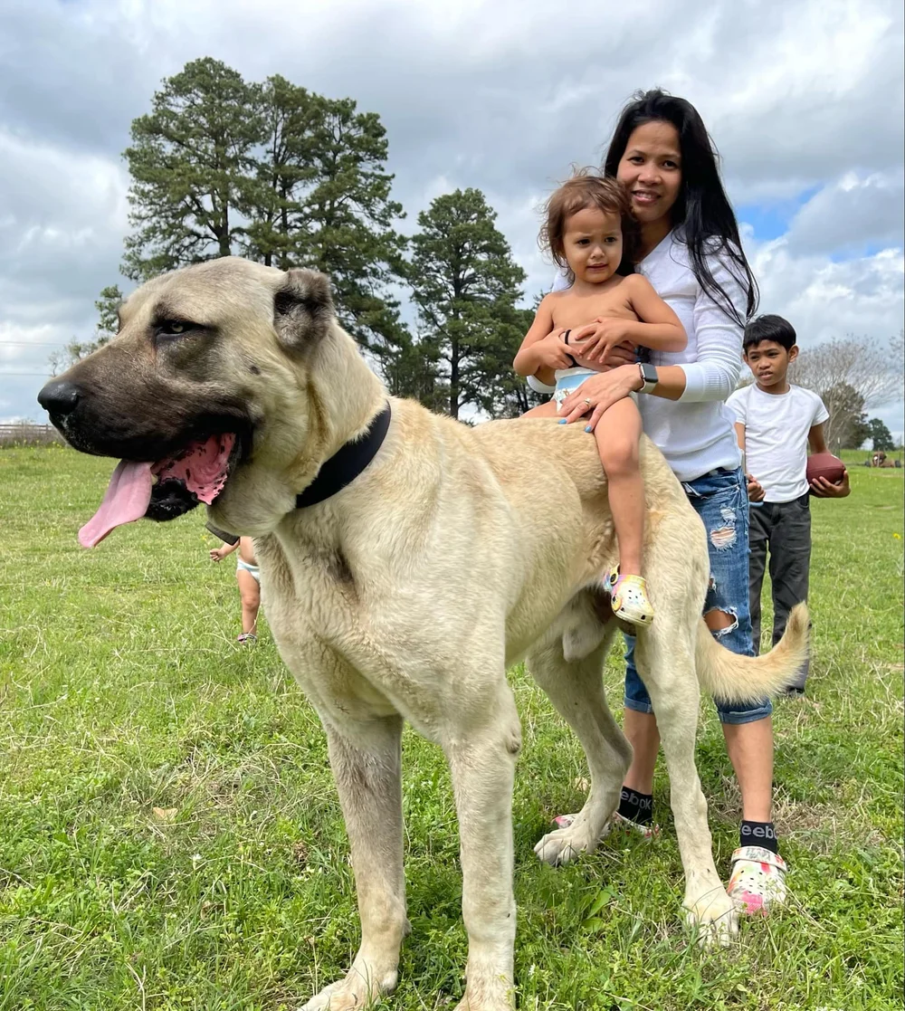 Turkish Boz & Kangal Breeder, Natural Born Guardians