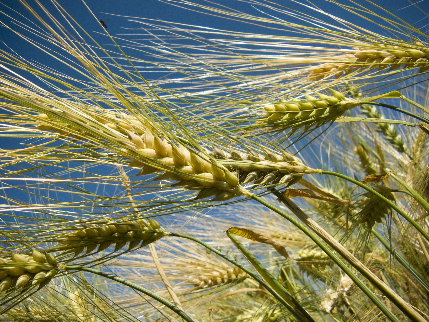 Sorry, Paleo People: Grains Are Part of the Human Diet — The Spartan Diet®
