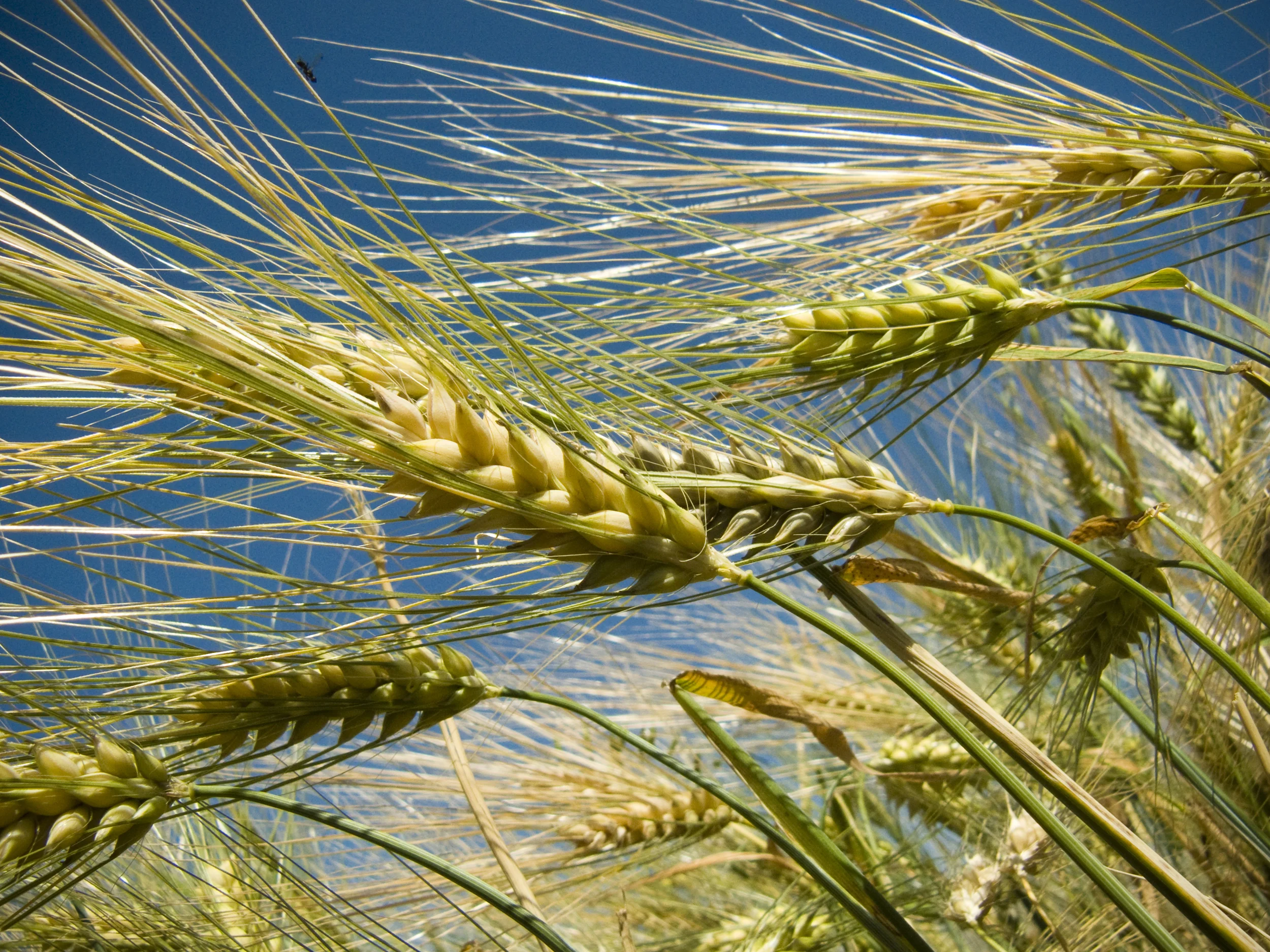 Sorry, Paleo People: Grains Are Part of the Human Diet — The Spartan Diet®