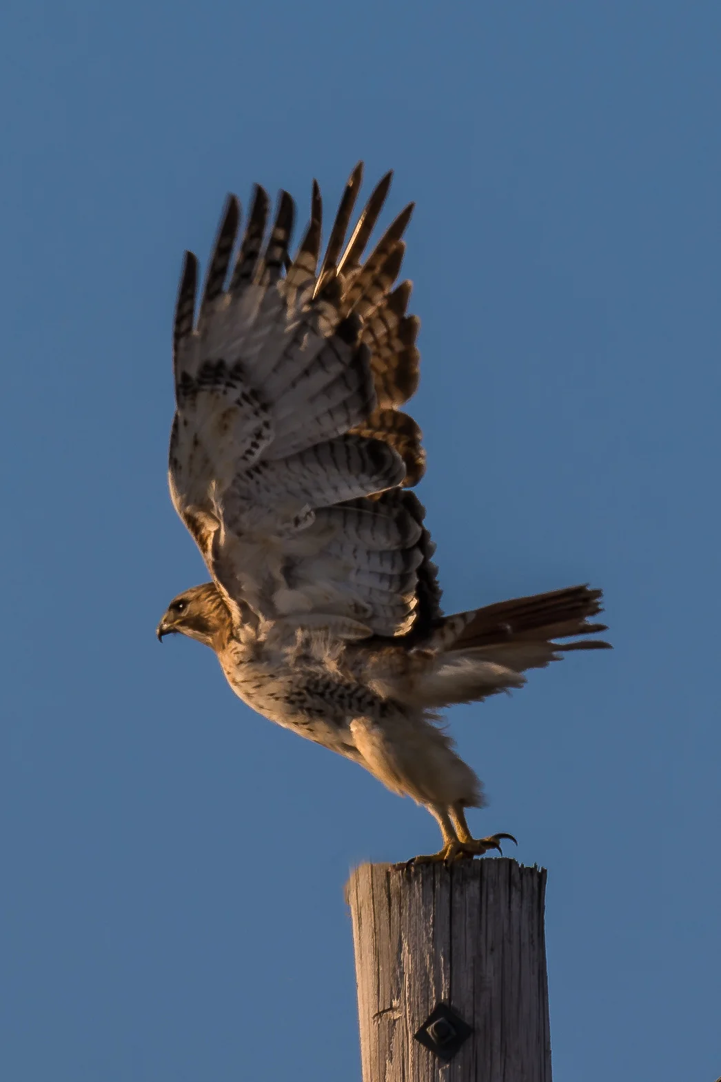 #WildlifeWednesday Red-Tailed Hawk — Gavin Baker Photography