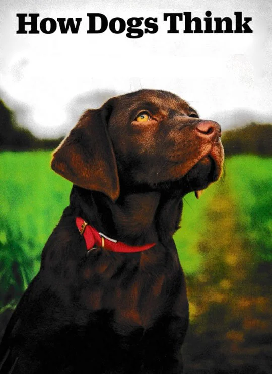 Meanwhile, Back In Peoria...