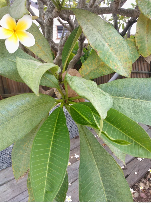 Treating Frangipani Rust — SEED Landscape Design