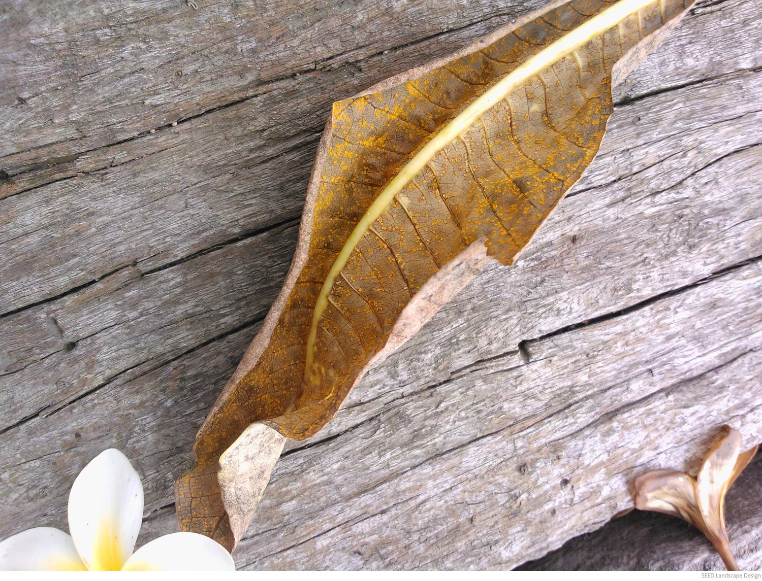 Treating Frangipani Rust — SEED Landscape Design