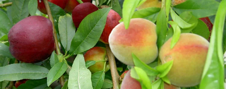 Create a Mini Orchard in Brisbane — SEED Landscape Design