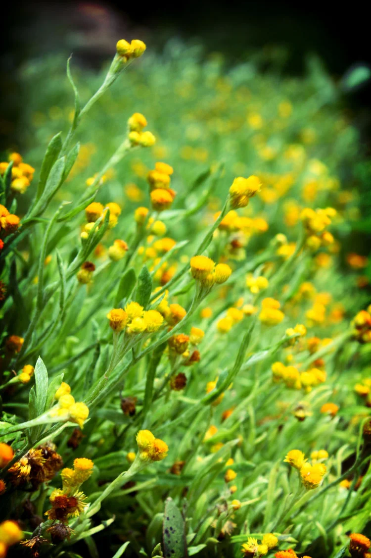 toowoomba — SEED Landscape Design