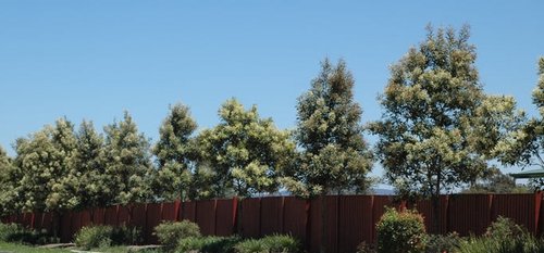 5 (more) of the best trees for Brisbane gardens — SEED Landscape Design